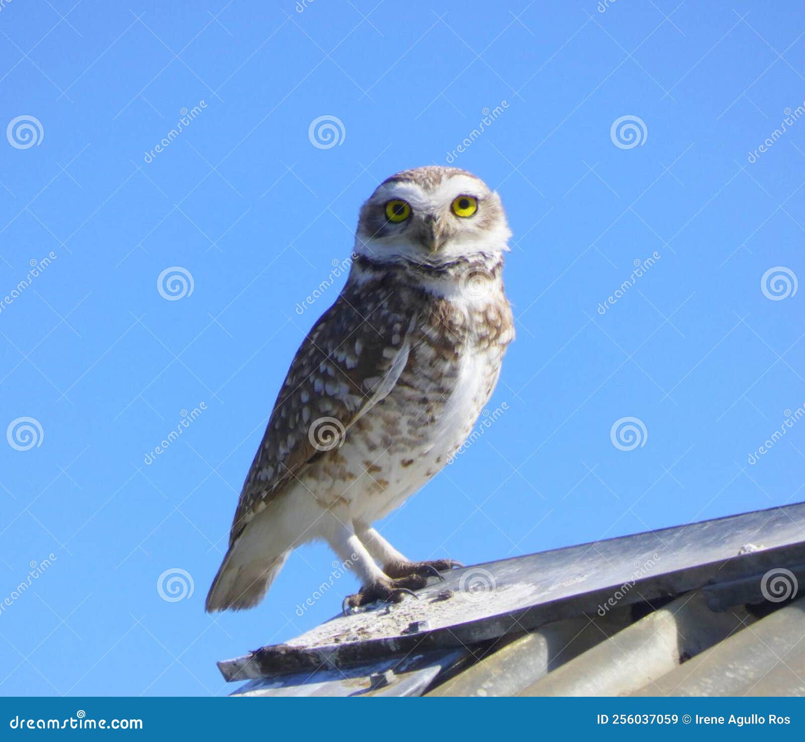 Burrowing Owl Looking Down on the Distant Fields from the Cornice Stock ...