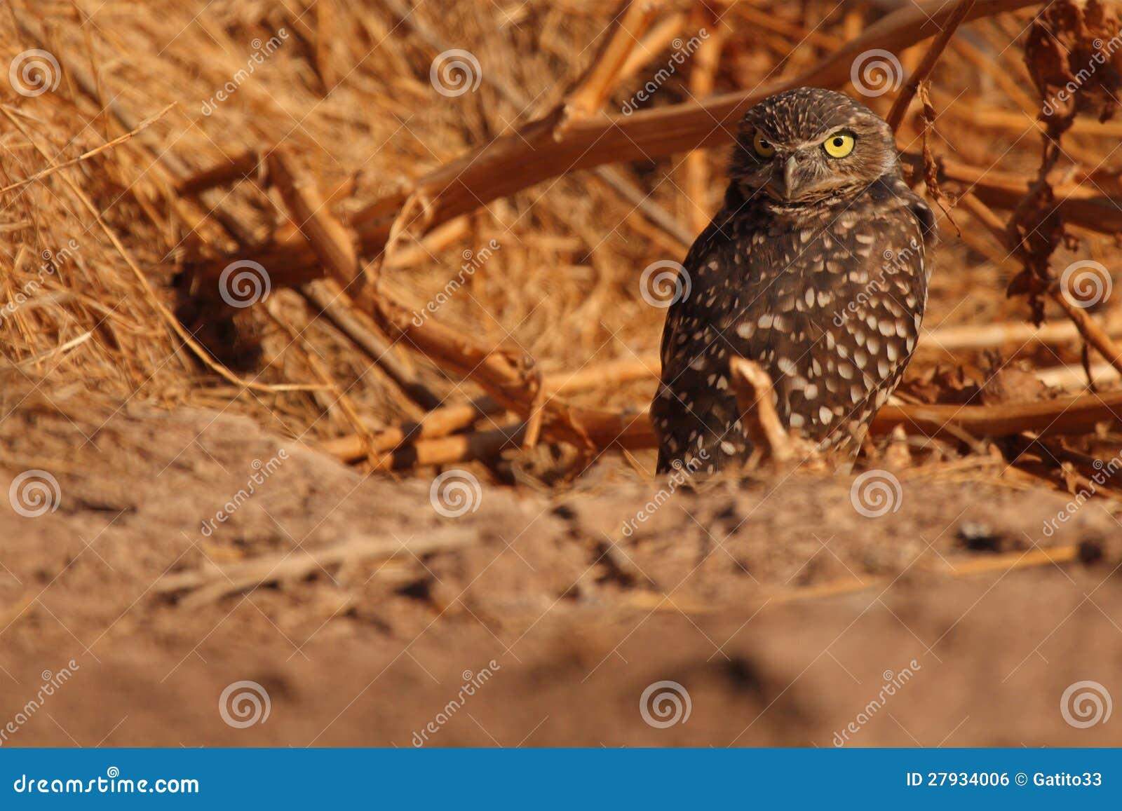 Burrowing Owl Outside Den stock photo. Image of athene - 27934006