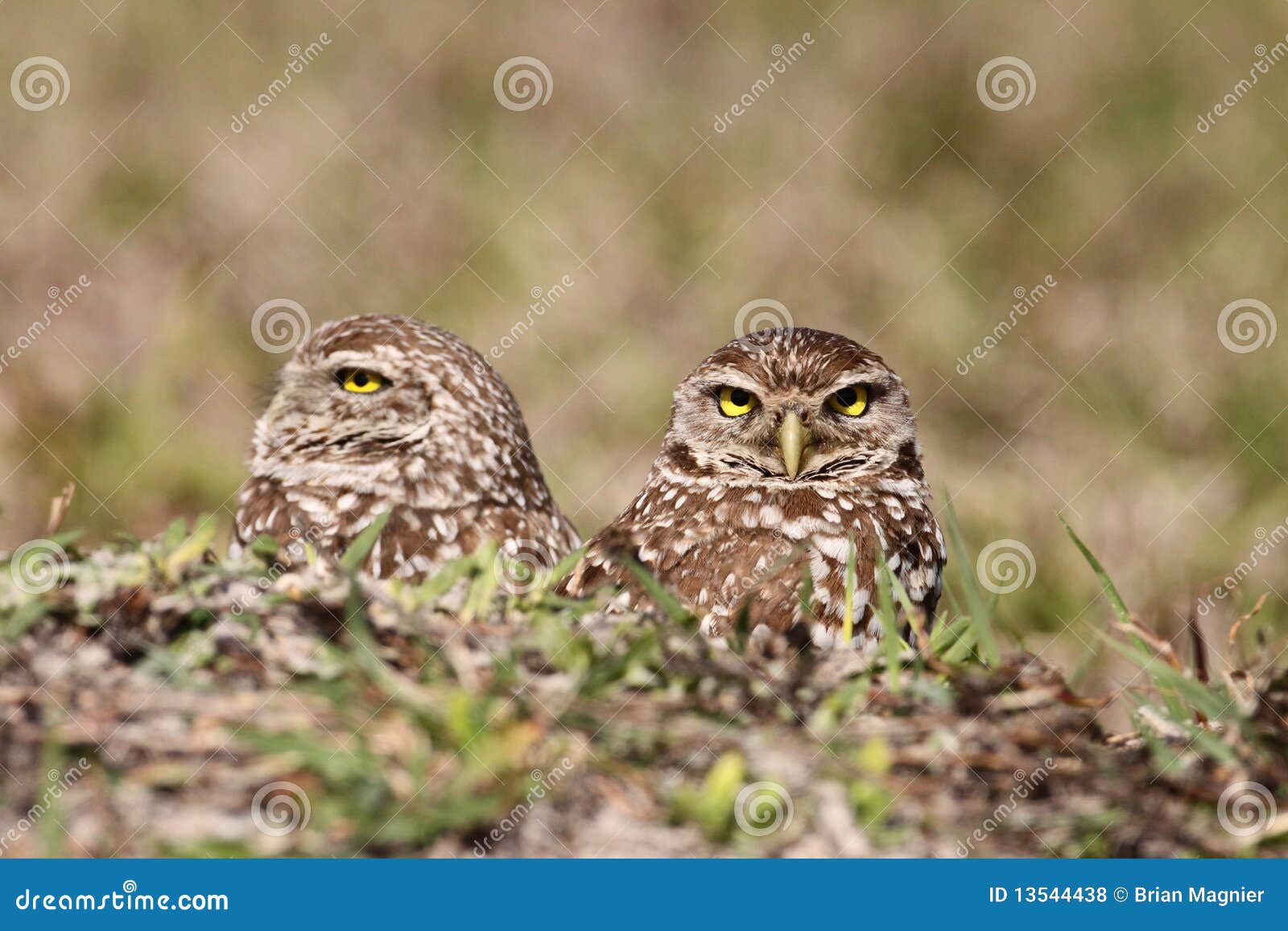 Burrowing Owl Pair stock photo. Image of pair, cute, yellow - 13544438