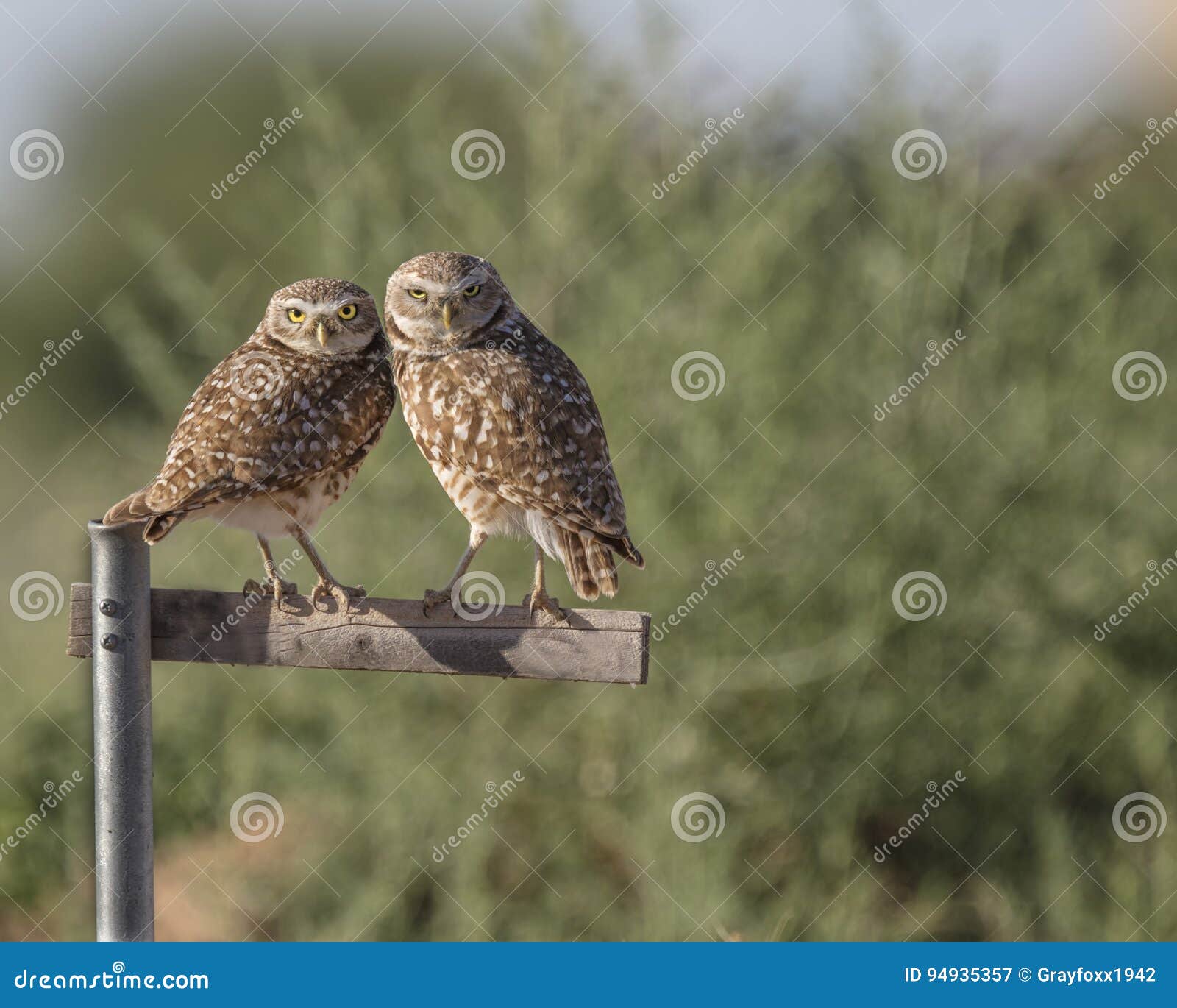 Burrowing Owl Pair on a Perch Stock Image - Image of pair, carolgray ...