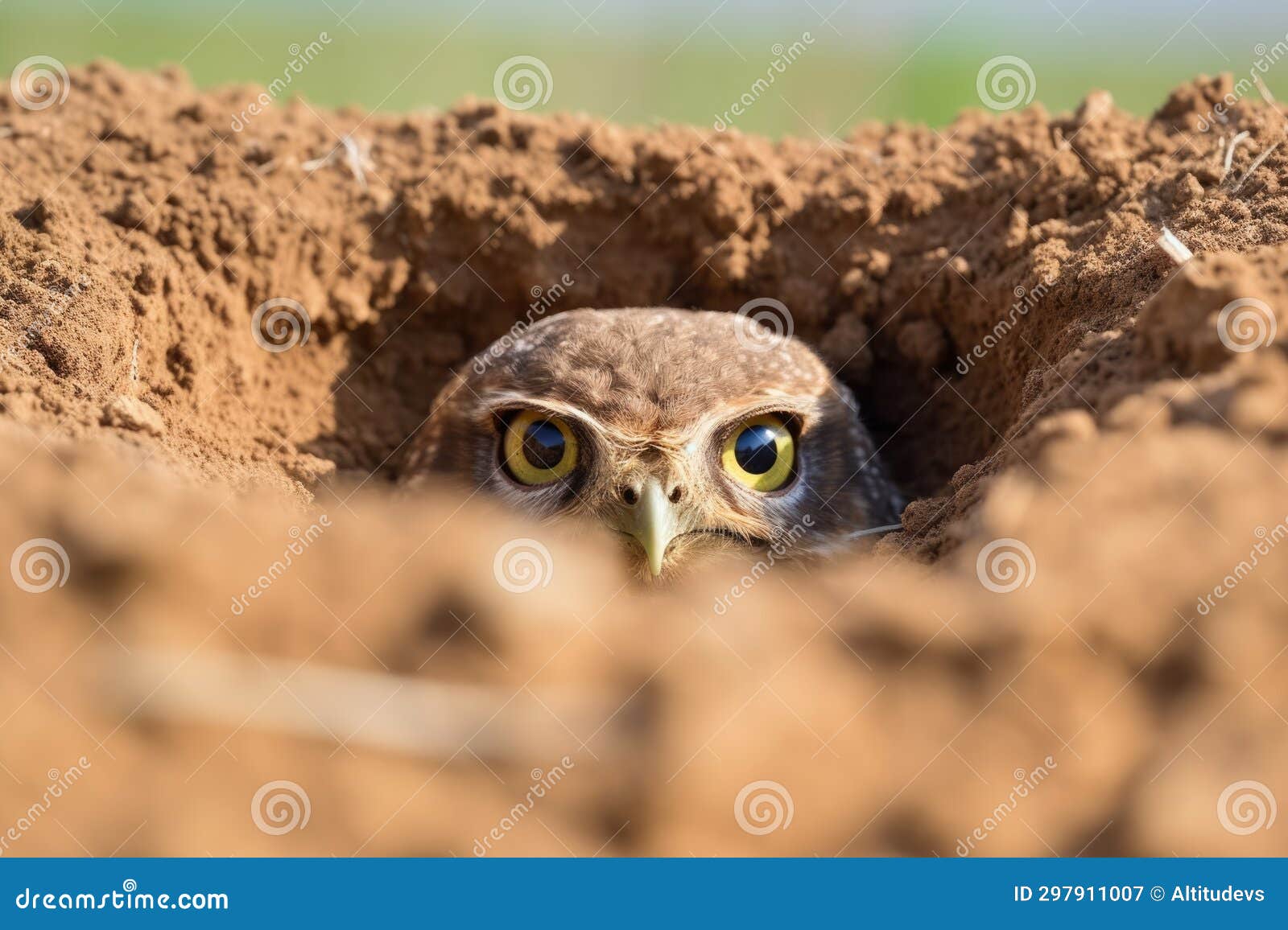 Burrowing Owl Peeking from Its Burrow Stock Image - Image of ground ...