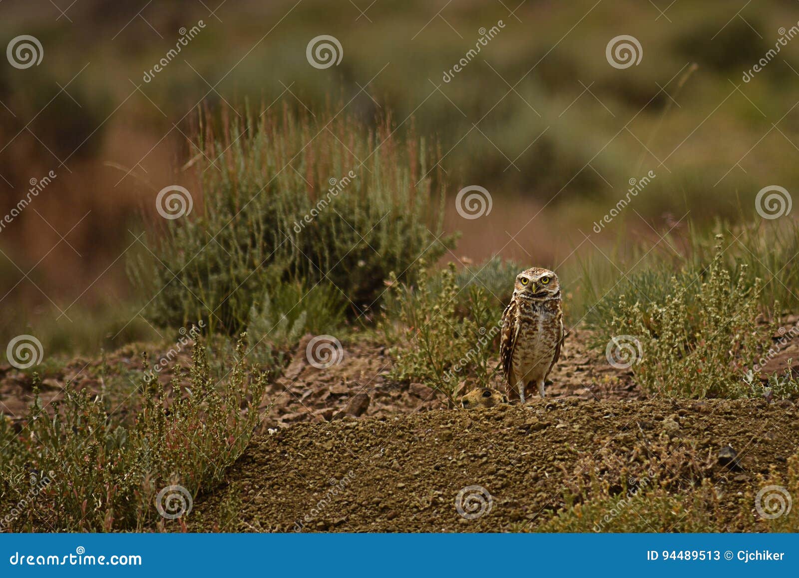 Burrowing Owl with Prairie Dog Stock Image - Image of insects, animal ...