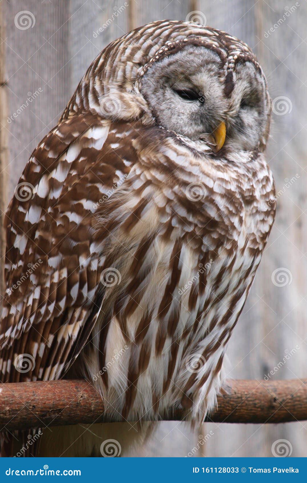 Burrowing owl resting stock image. Image of animal, wildlife - 161128033
