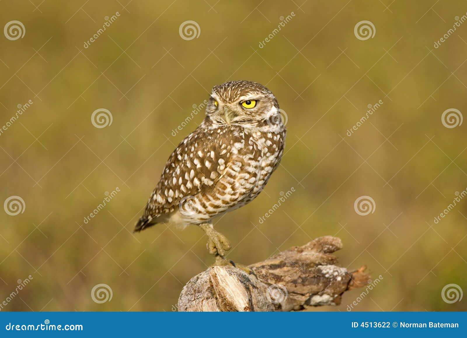 Burrowing Owl Rests His Feet Stock Photo - Image of burrowing, feathers ...