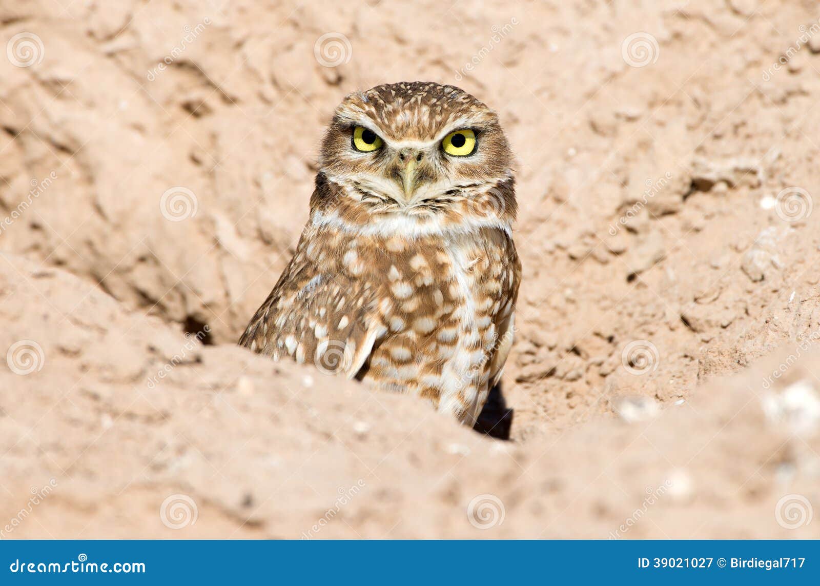 Burrowing Owl stock image. Image of burrowing, bird, staring - 39021027