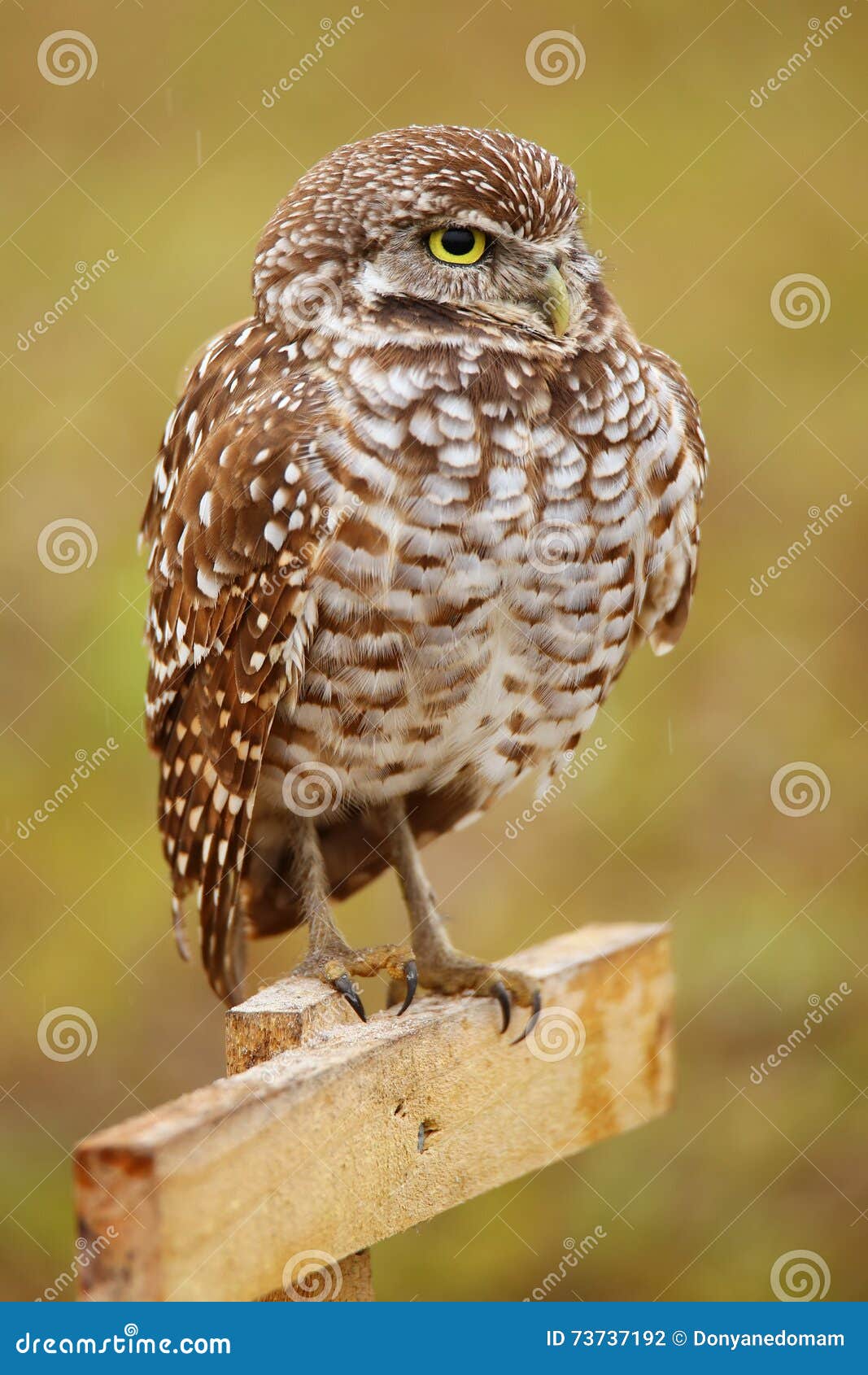 Burrowing Owl Sitting on a Pole Stock Photo - Image of feather, animal ...