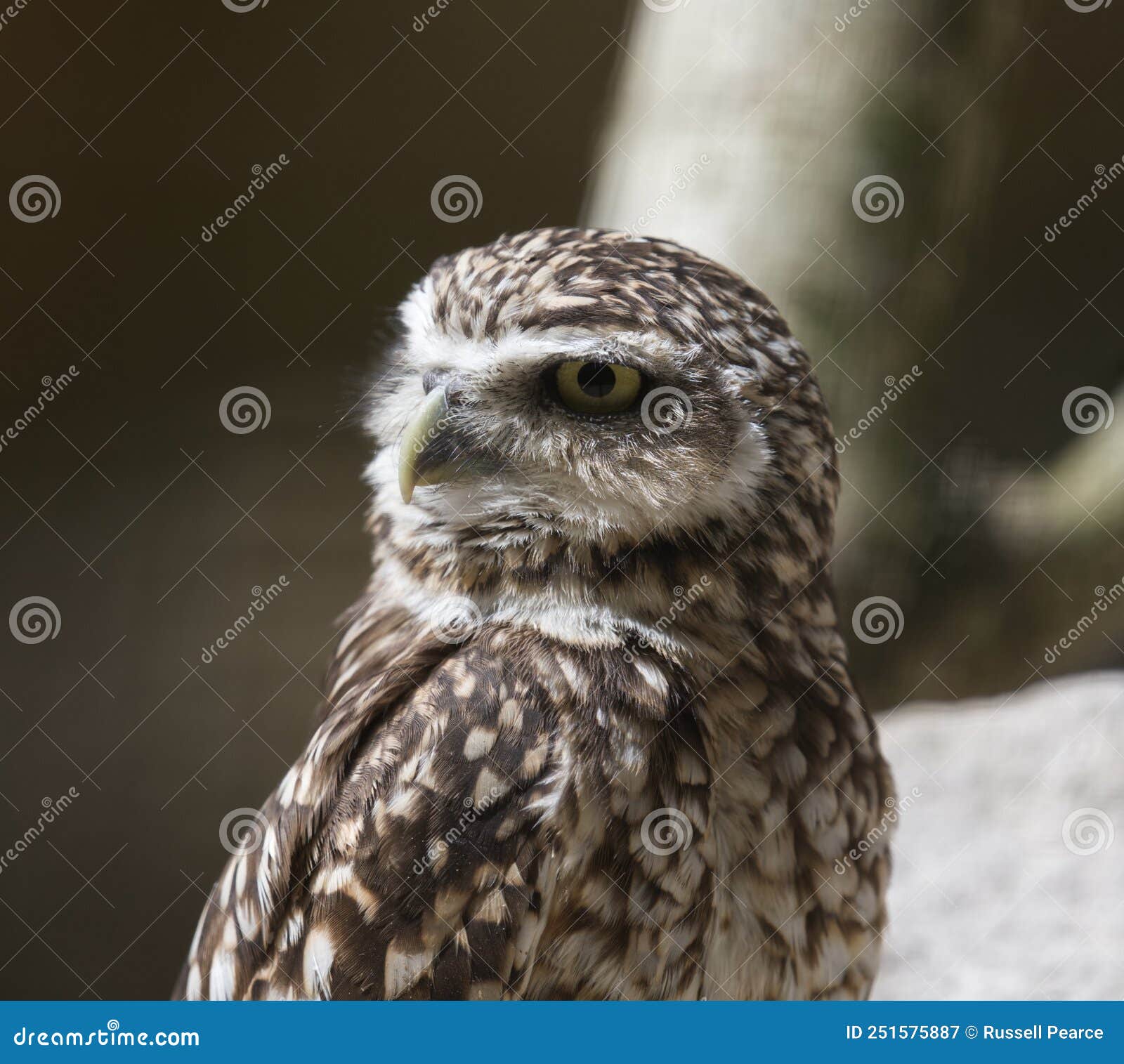Burrowing Owl Sitting Relaxing Stock Image - Image of brown, night ...