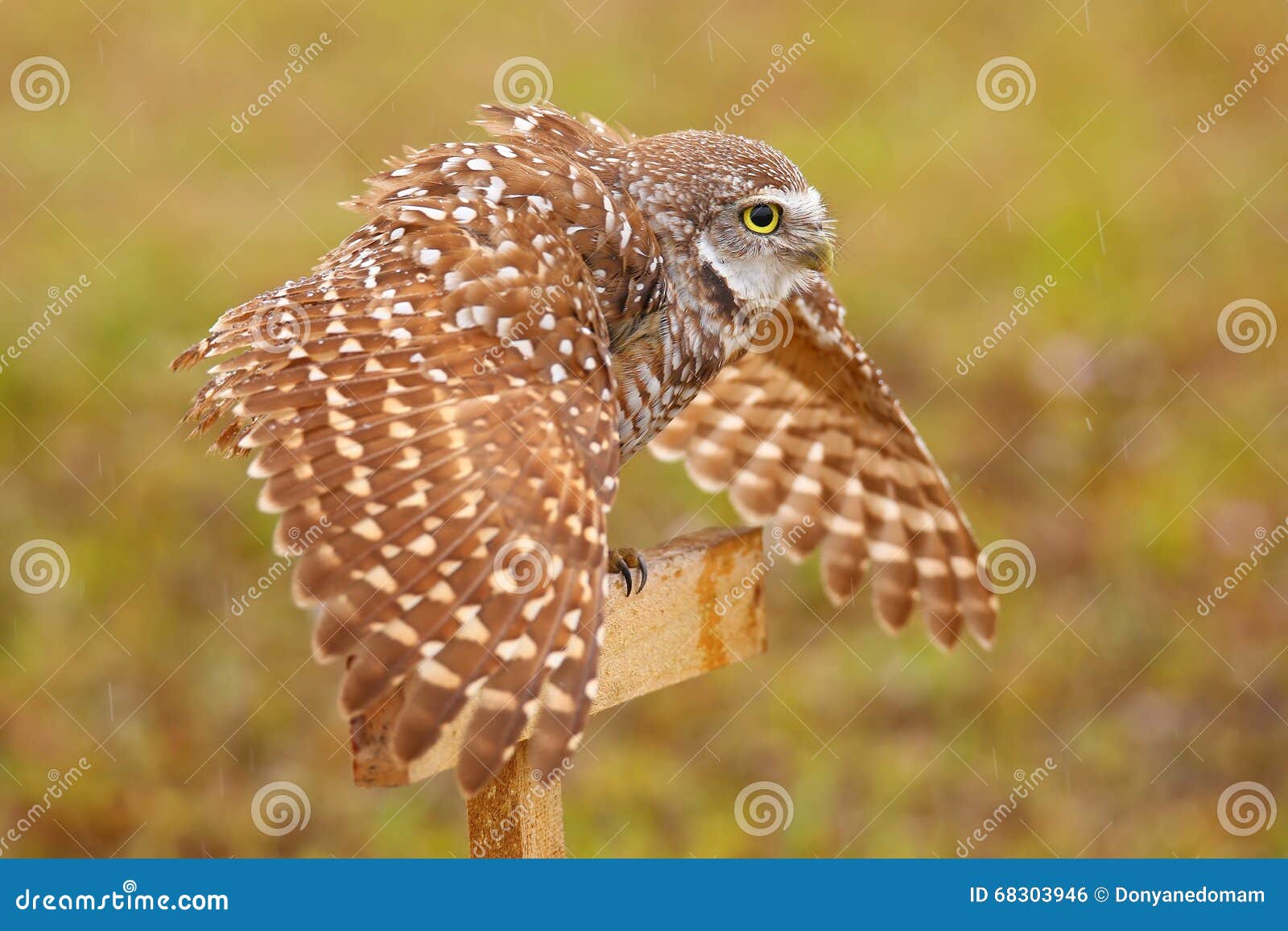 Burrowing Owl Spreading Wings in the Rain Stock Photo - Image of pole ...