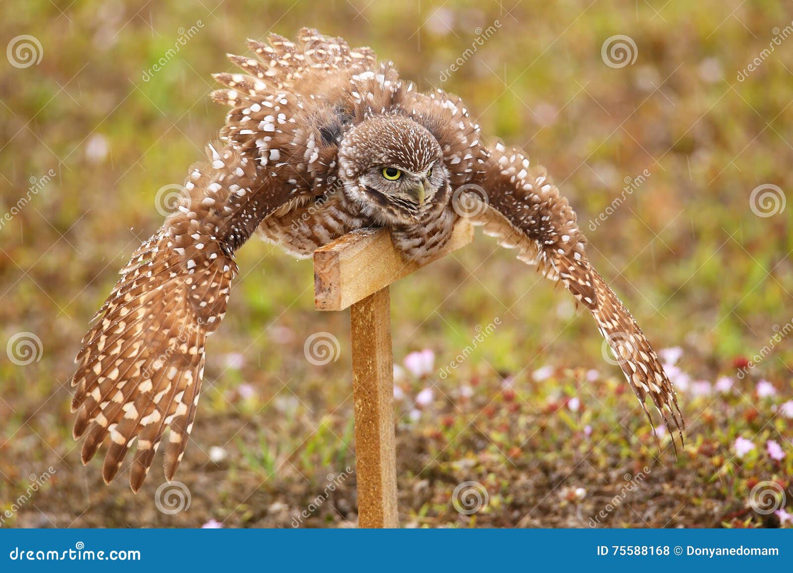 Burrowing Owl Spreading Wings in the Rain Stock Photo - Image of ...