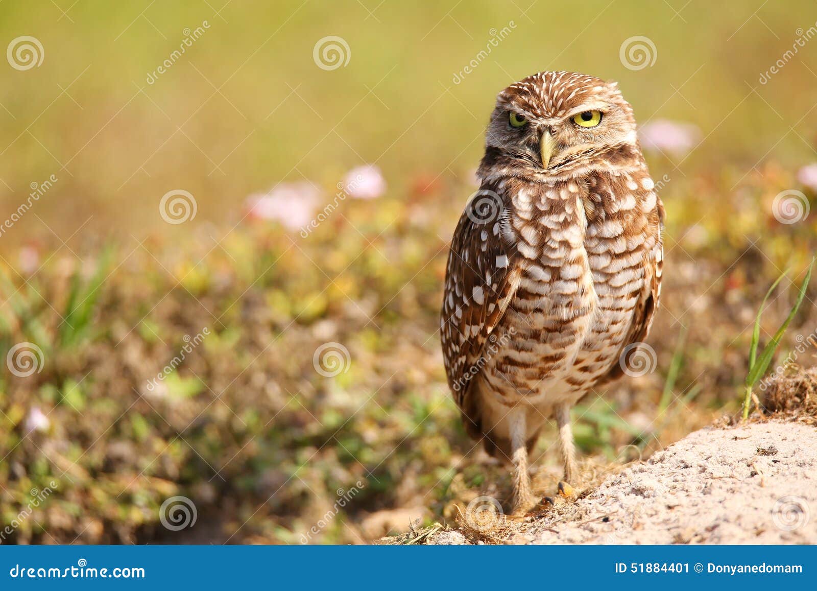 Burrowing Owl Standing on the Ground Stock Image - Image of small ...