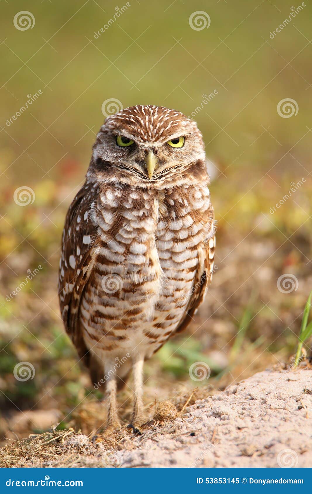 Burrowing Owl Standing on the Ground Stock Image - Image of florida ...