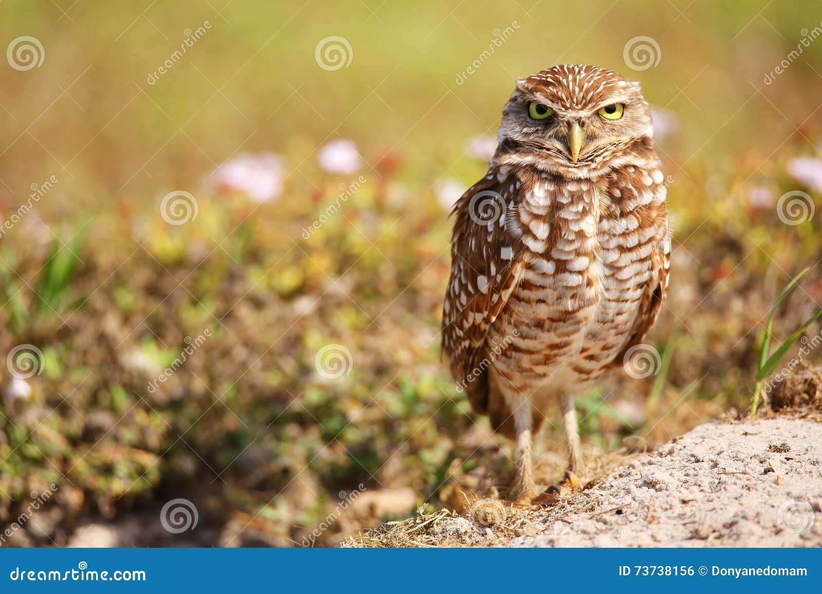 Burrowing Owl Standing on the Ground Stock Photo - Image of burrow ...