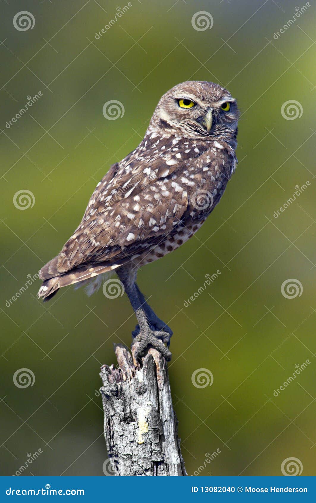 Burrowing Owl on Stick stock photo. Image of wildlife - 13082040