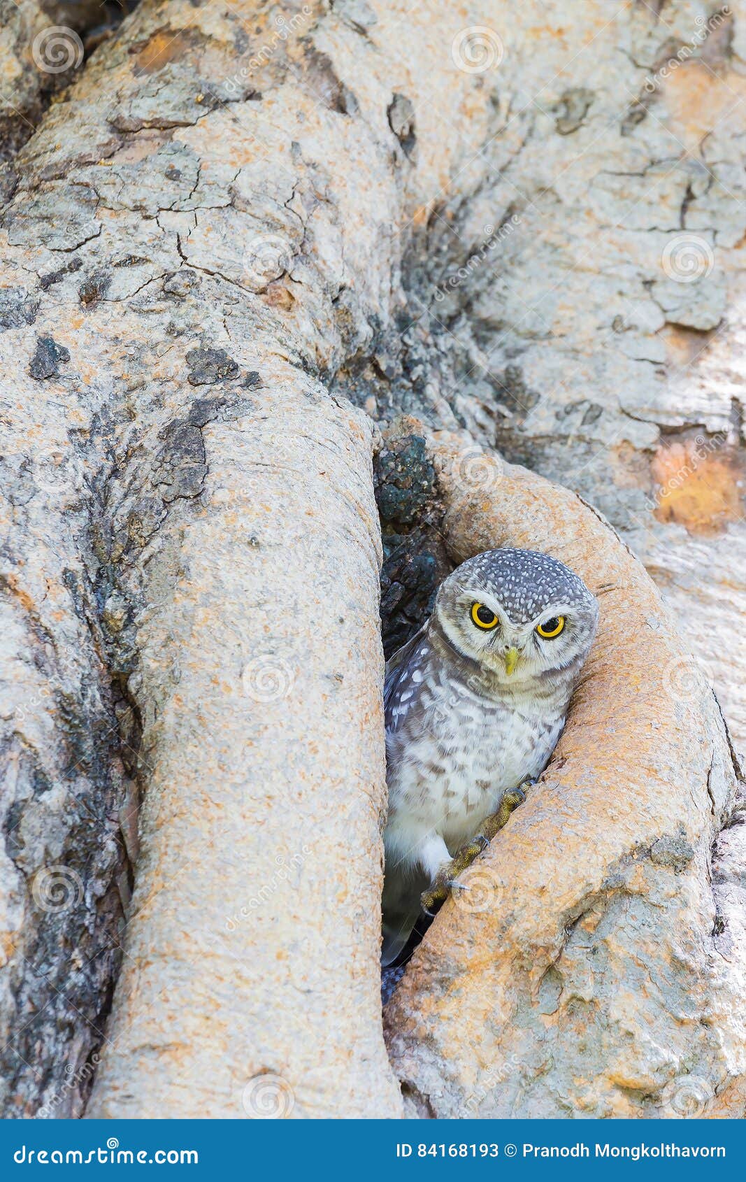 Burrowing Owl on the Tree Hole Stock Image - Image of animal, nocturnal ...