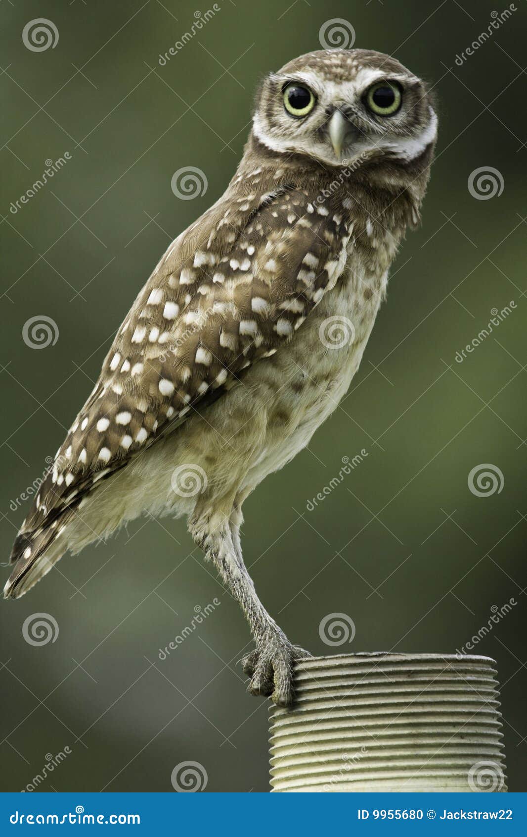 Burrowing Owl3 stock photo. Image of toes, scowl, wildlife - 9955680