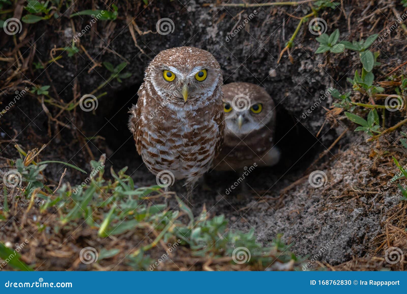 Burrowing Owls stock photo. Image of ground, owls, hole - 168762830