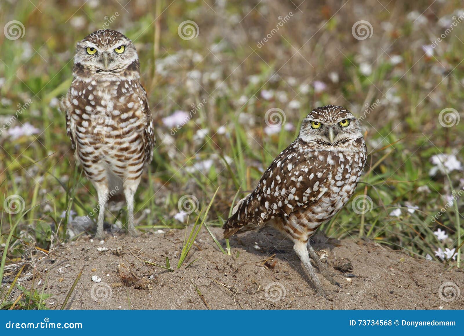 Burrowing Owls Standing on the Ground Stock Photo - Image of female ...