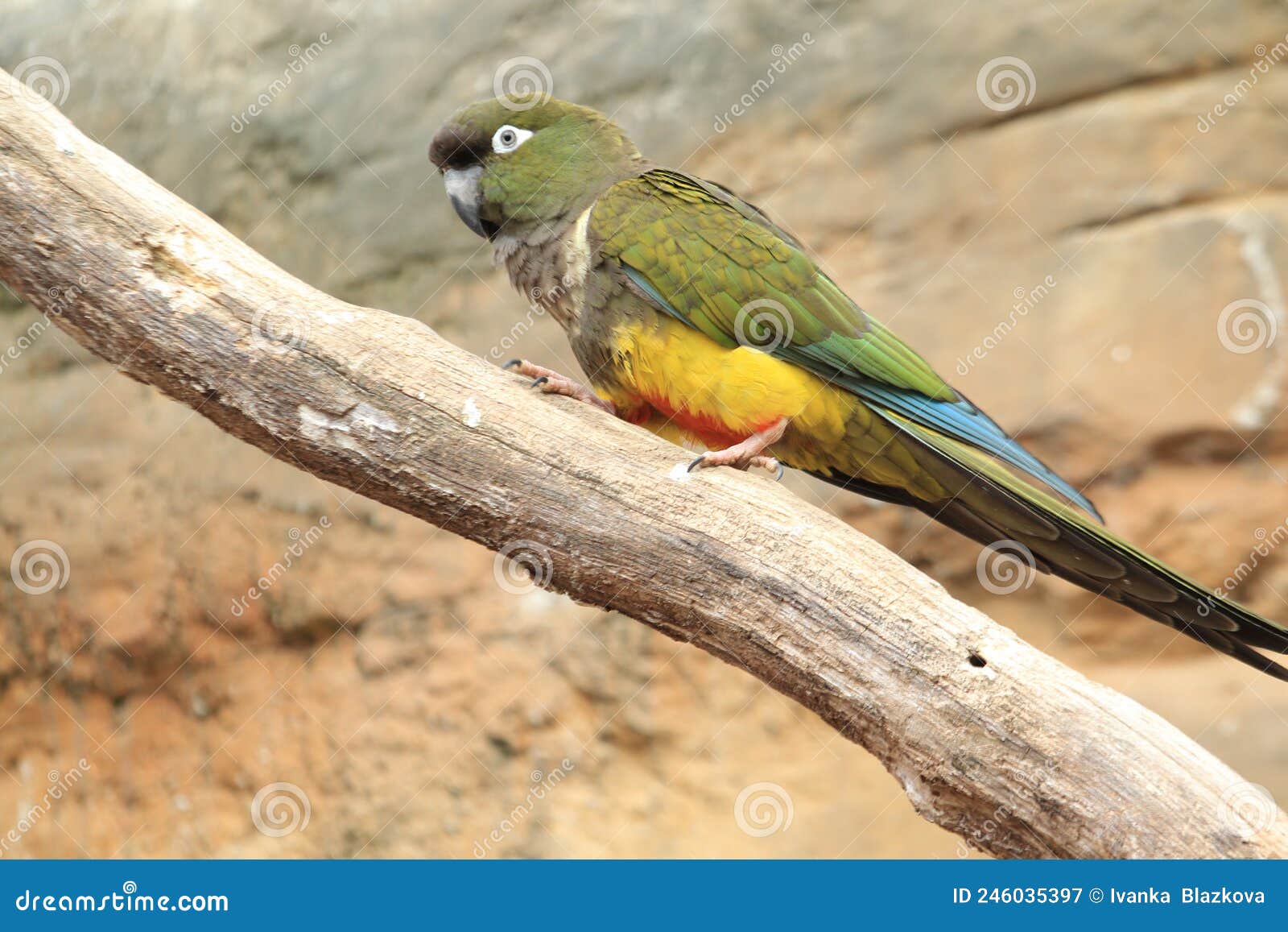 Burrowing Parrot Cyanoliseus Patagonus Or Burrowing Parakeet Also Known ...