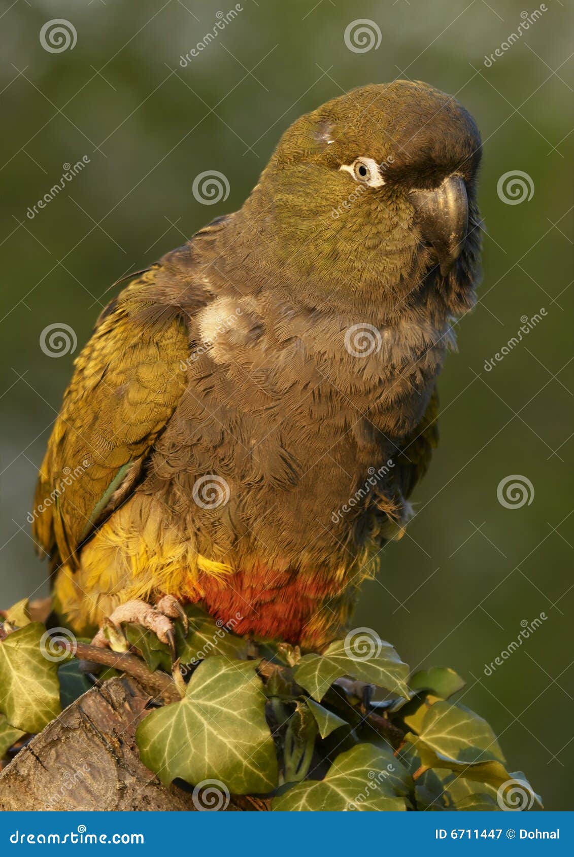 Burrowing Parrot (Cyanoliseus Patagonus) Stock Image - Image of darling ...