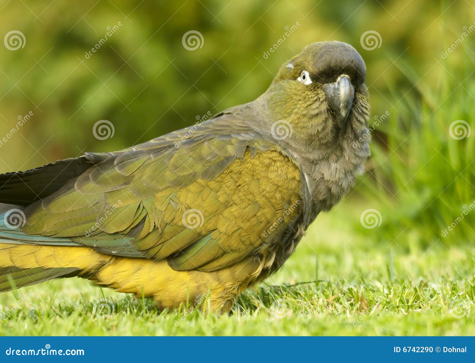 Burrowing Parrot (Cyanoliseus Patagonus) Stock Photo - Image of aves ...