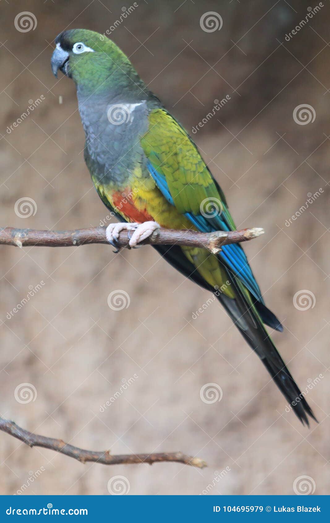 Burrowing Parrot Cyanoliseus Patagonus Or Burrowing Parakeet Also Known ...