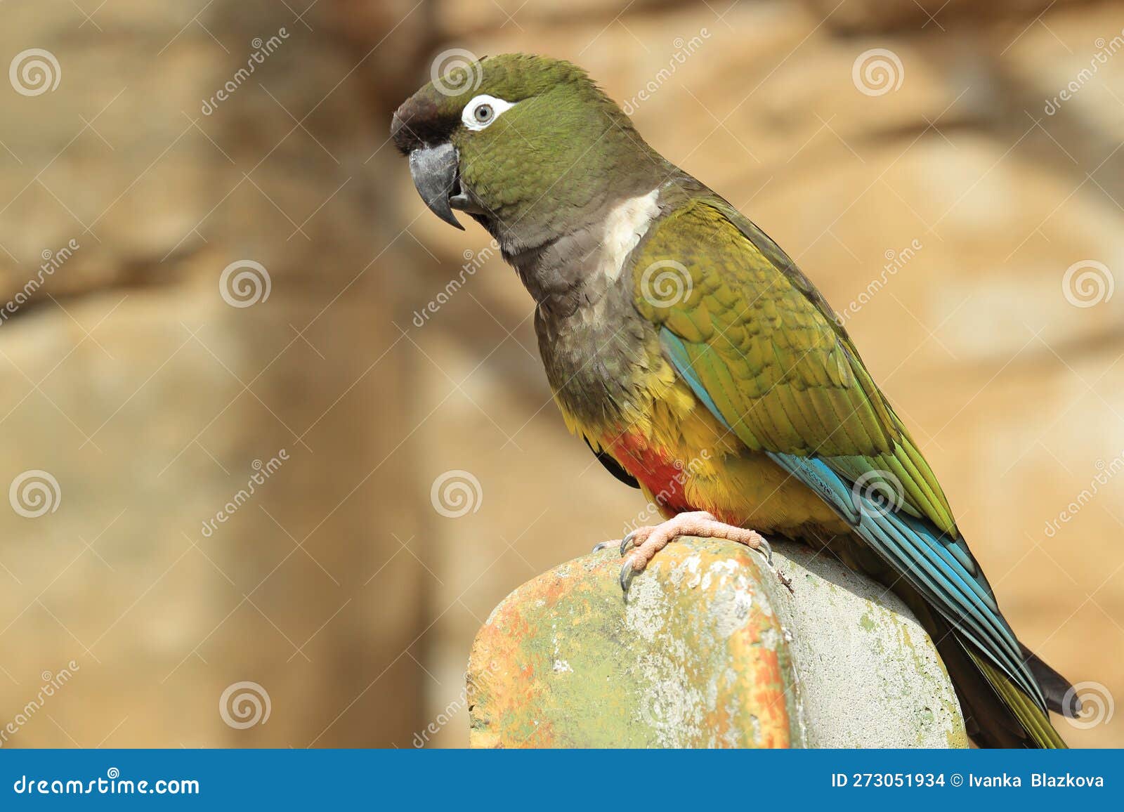 Burrowing Parrot Cyanoliseus Patagonus Or Burrowing Parakeet Also Known ...