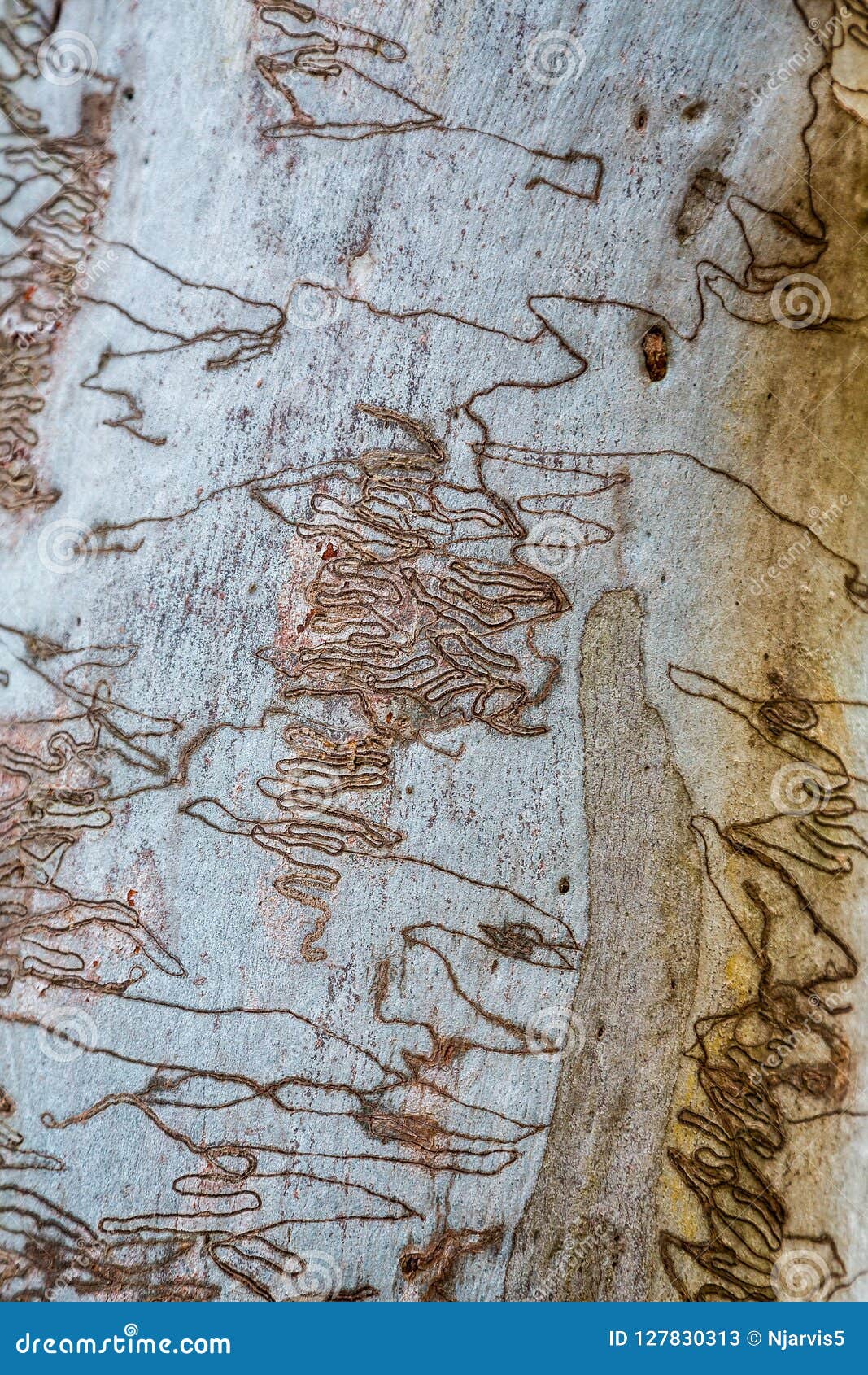 Scribbly Gum Tree Bark Texture Royalty-Free Stock Photo | CartoonDealer ...
