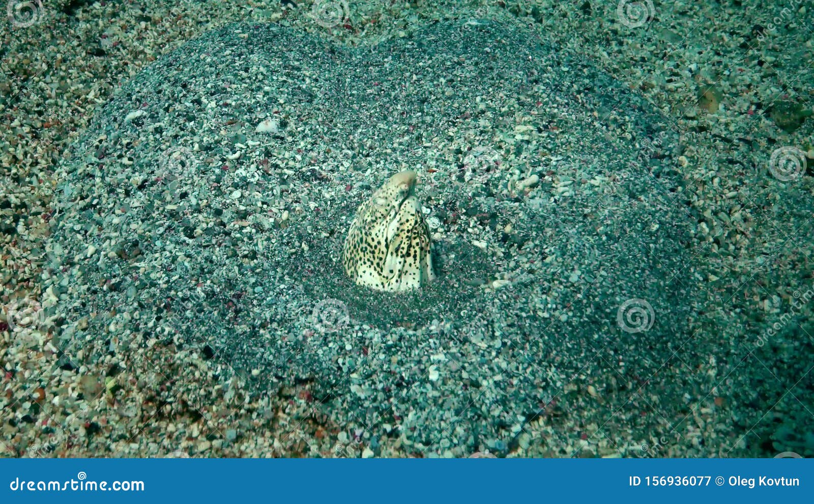 Burrowing Snake Eel Pisodonophis Cancrivoris, Fish Head Sticking Out of ...