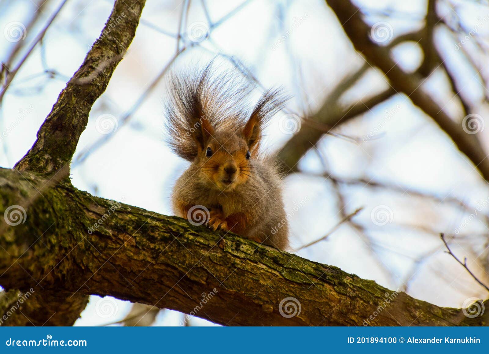 Burrowing Squirrel Sitting on a Branch Stock Photo - Image of sits ...