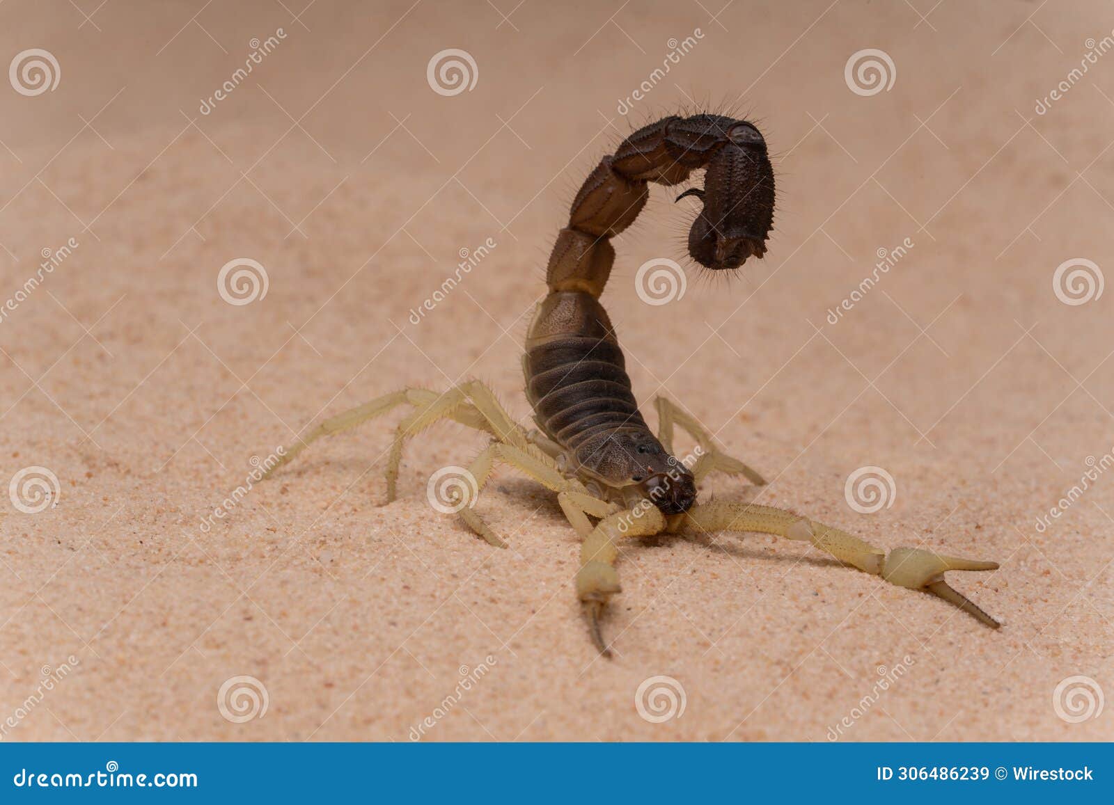 Burrowing Thick Tail Scorpion in a Sandy Environment Stock Image ...