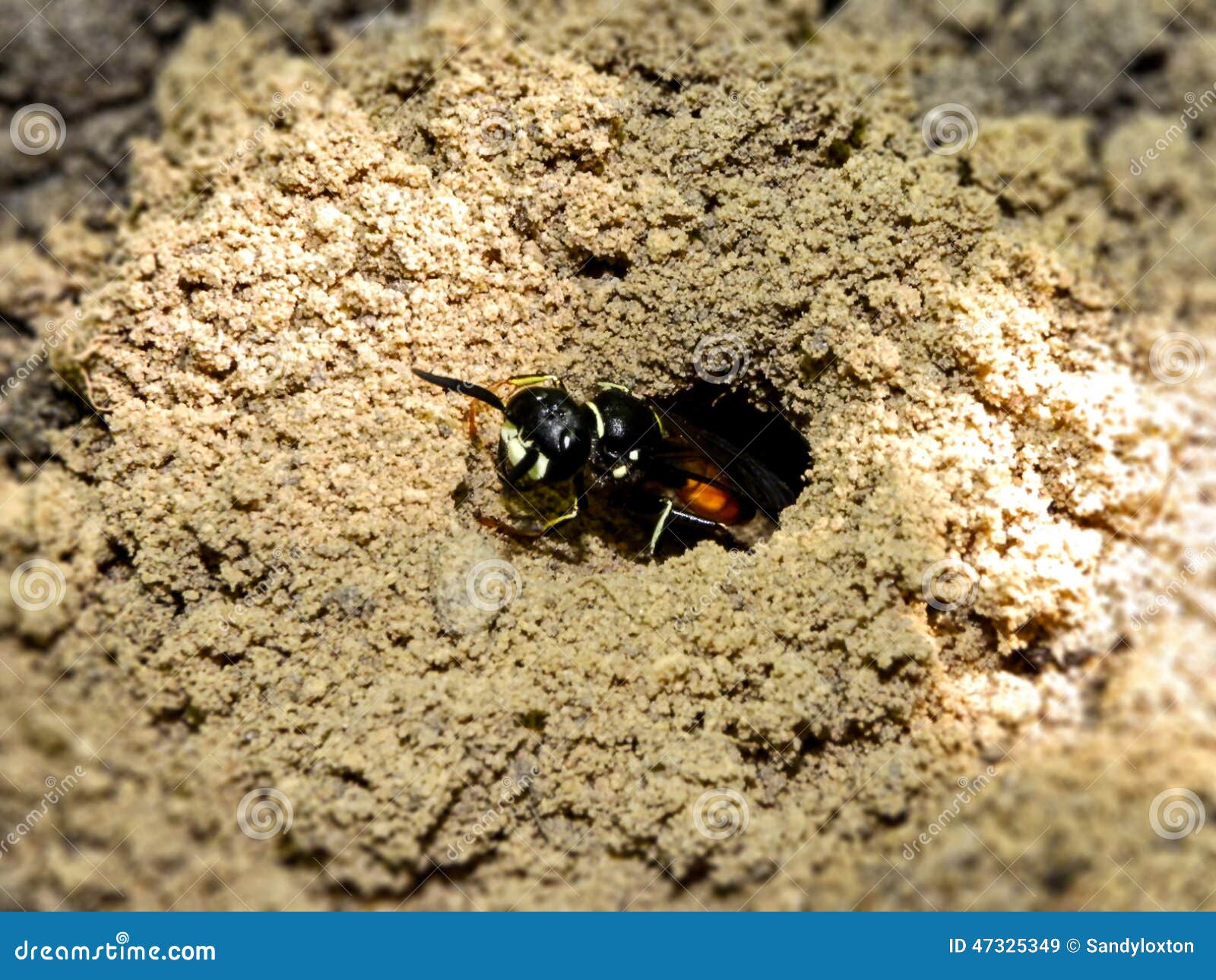 Burrowing Wasp 3 stock image. Image of garden, hunting - 47325349