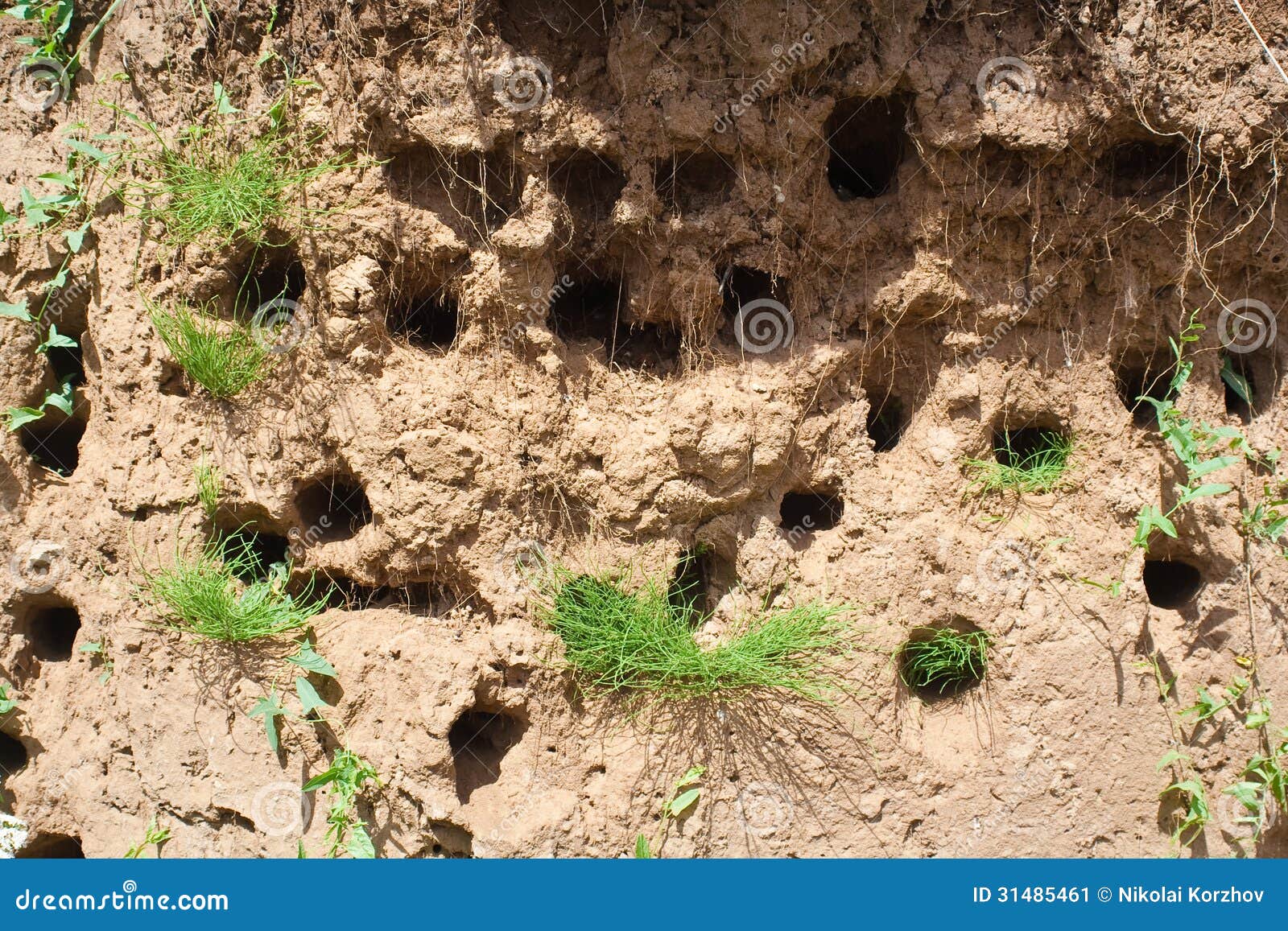 Burrows in the steep bank stock image. Image of clay - 31485461
