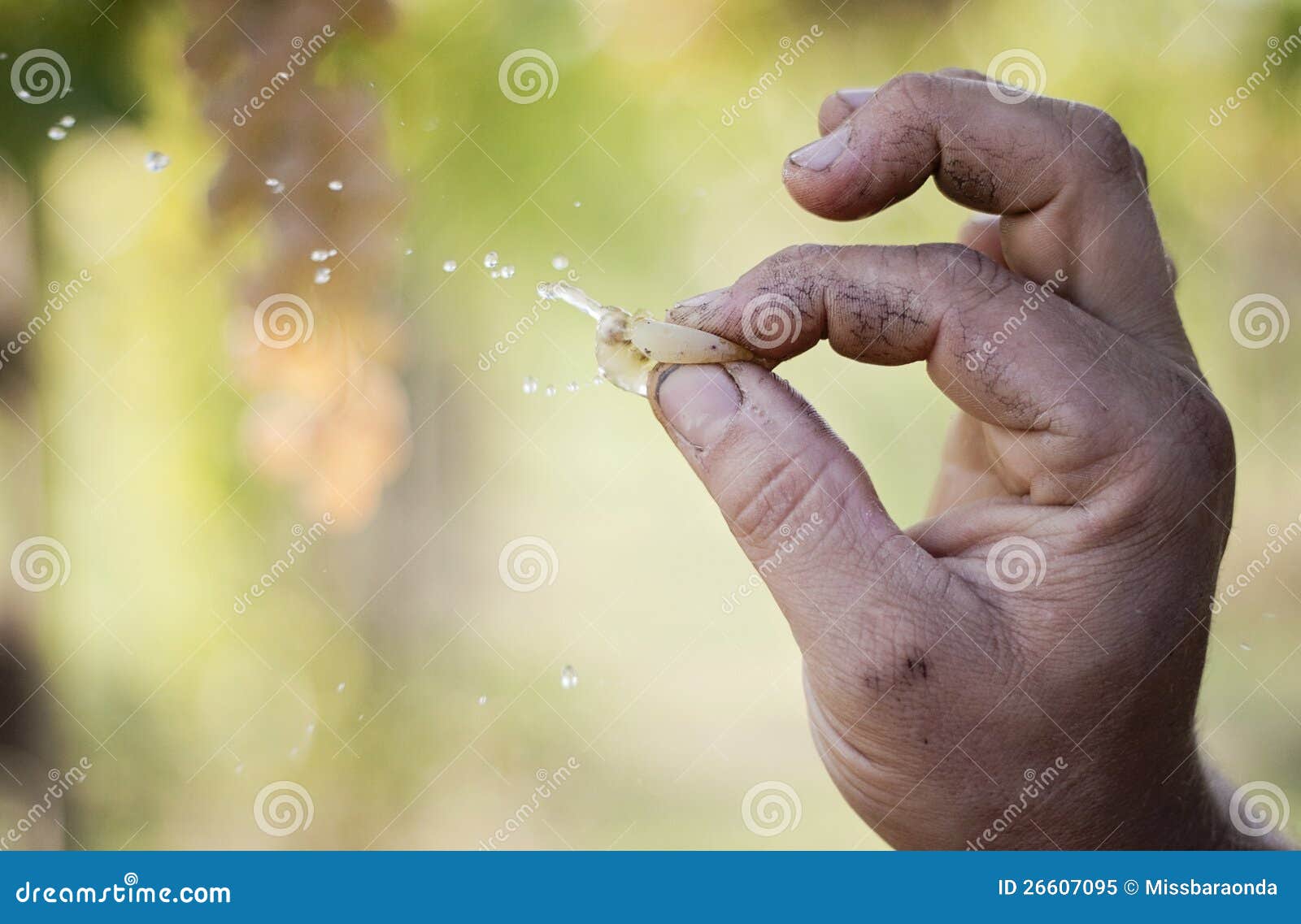 Burst grapes stock image. Image of wine, splash, explosion - 26607095