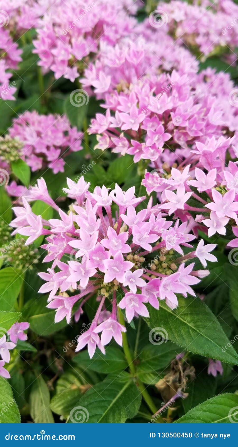 Burst of pink stock photo. Image of bloom, burst, full - 130500450