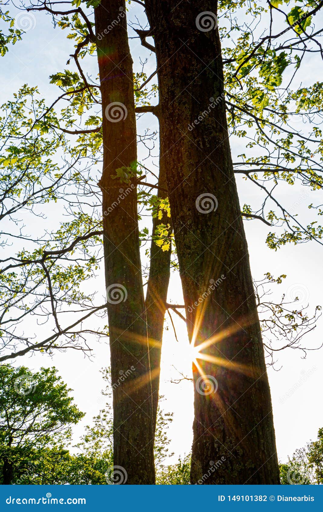 Burst of Sunlight between Two Trees Stock Photo - Image of park ...