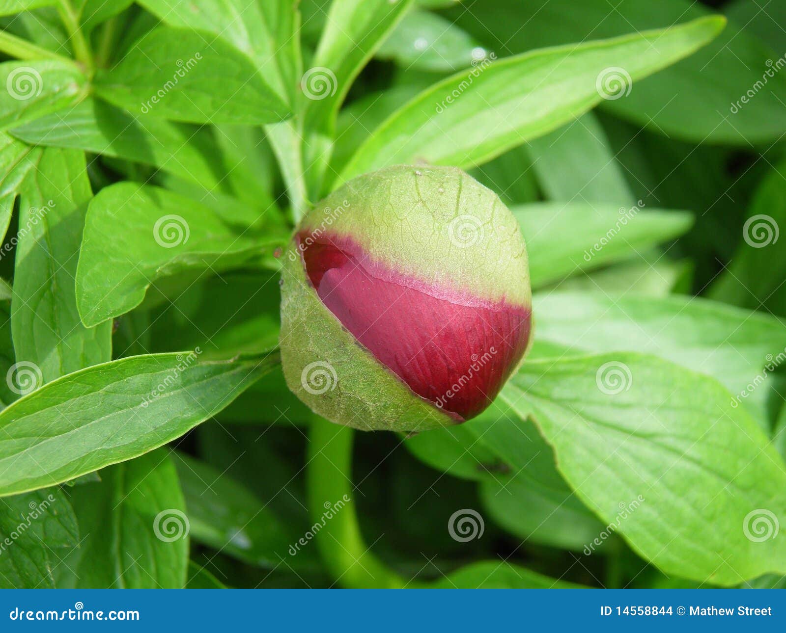 Bursting Bud stock photo. Image of floral, leaves, green - 14558844