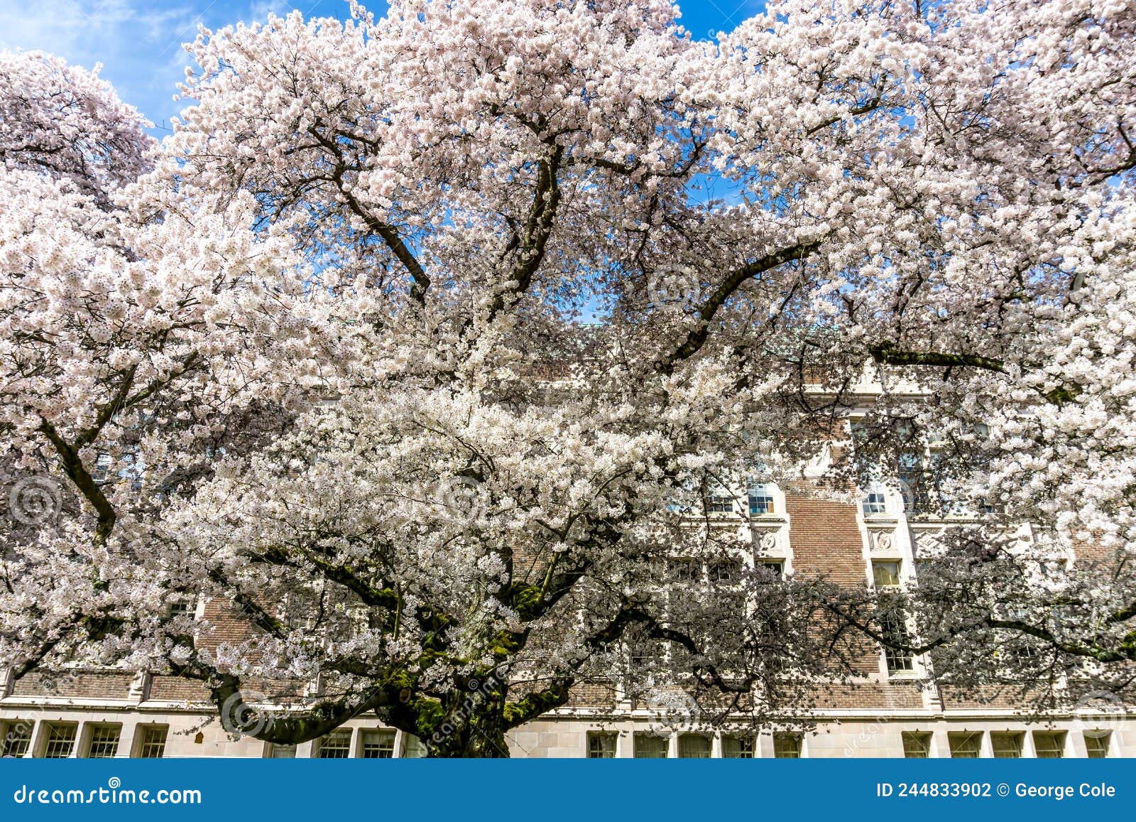 Bursting Spring Cherry Blossoms 2 Stock Photo - Image of state, flowers ...