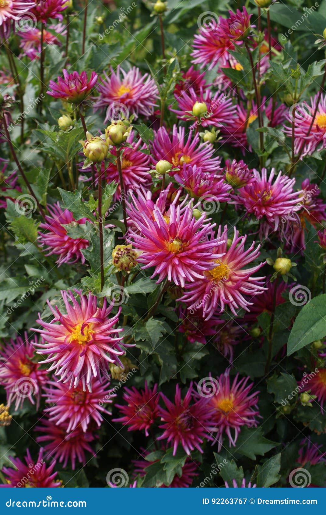 Bursting with Pink stock image. Image of blooming, flowers - 92263767