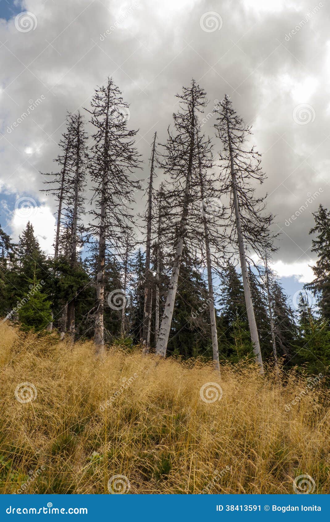 Burnt Trees at the Edge of a Forest Stock Image - Image of ecology ...