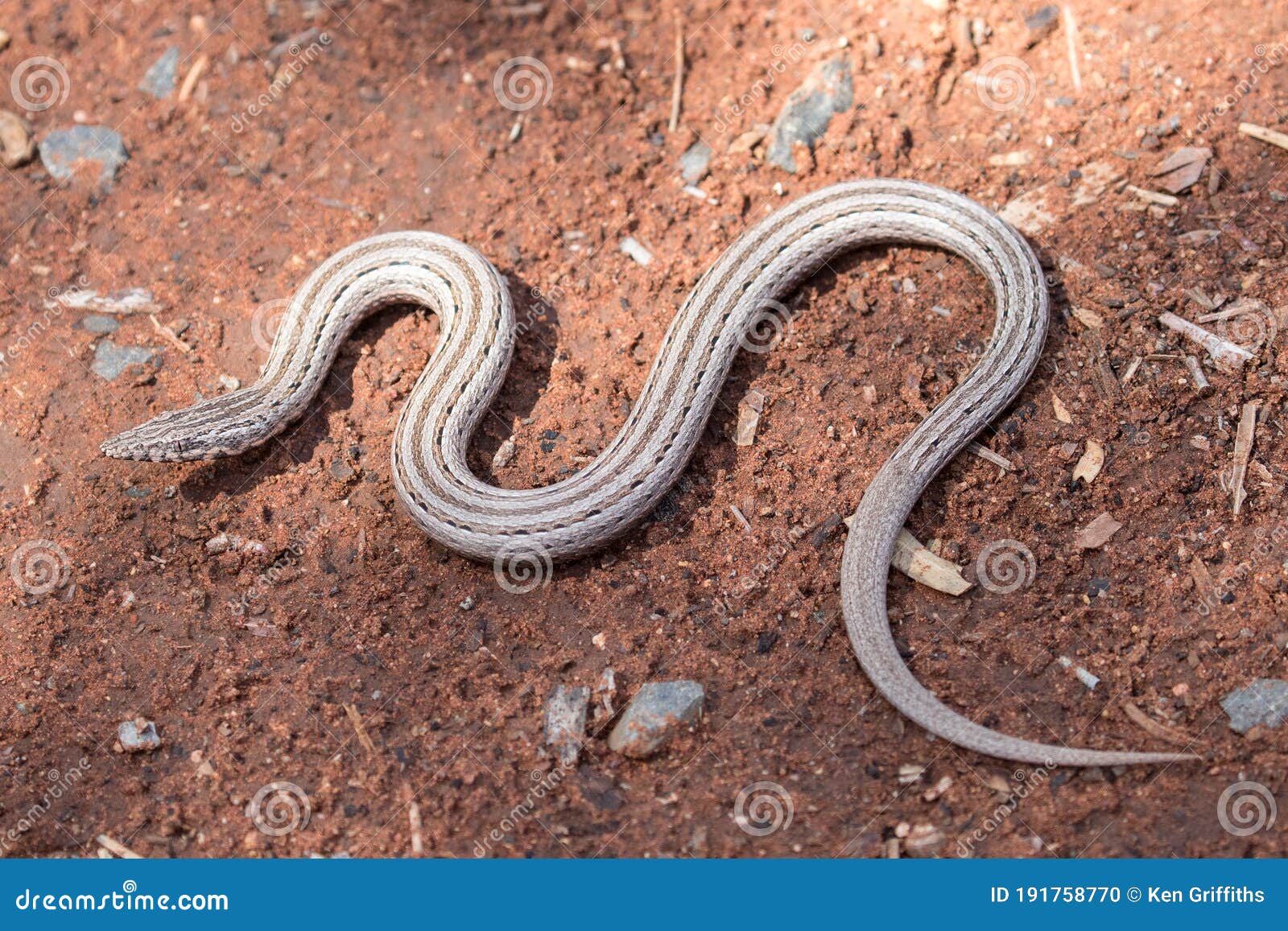 Burton`s Legless Lizard stock photo. Image of ground - 191758770