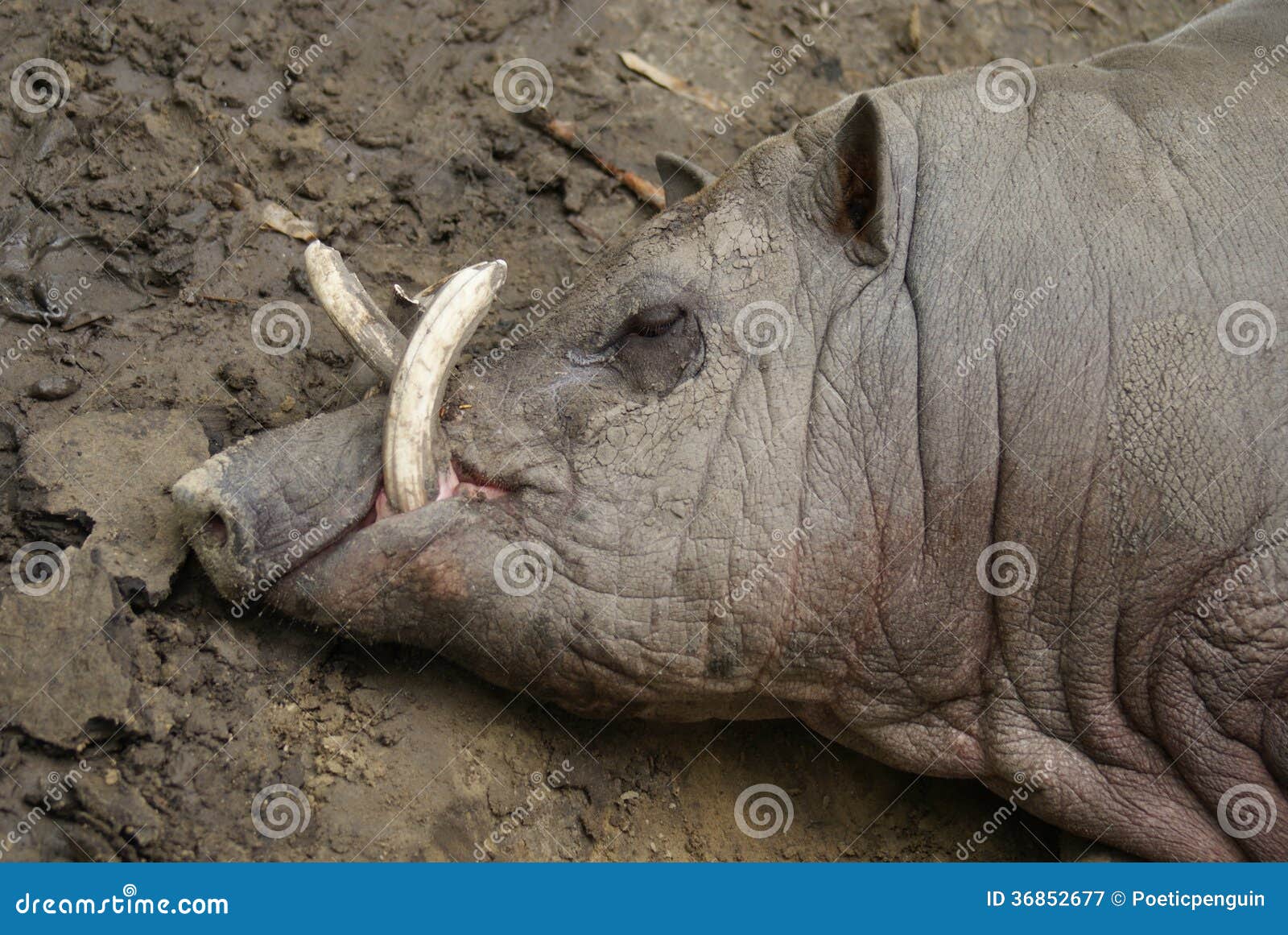 Buru Babirusa - Babyrousa Babyrussa Stock Image - Image of hooved ...