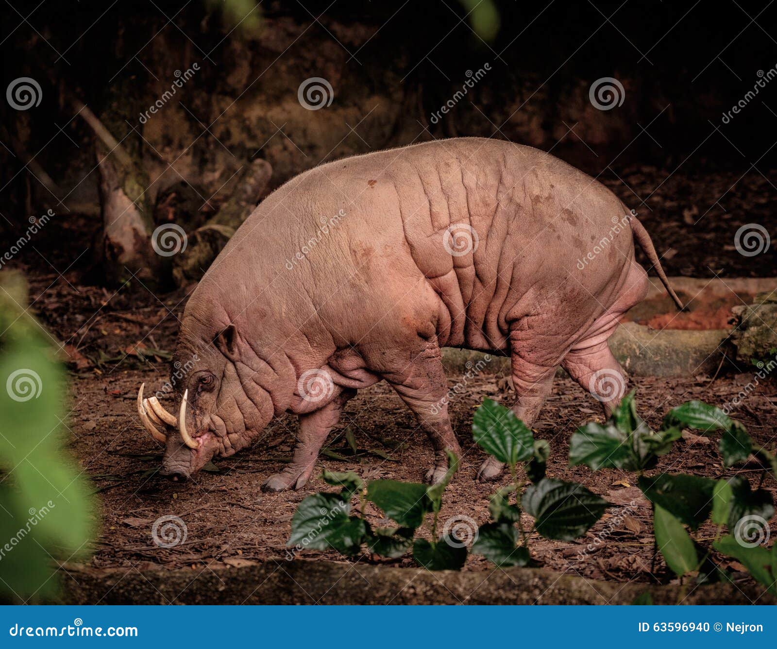 Buru Babirusa (Babyrousa Babyrussa) Stock Photo - Image of mammal, buru ...