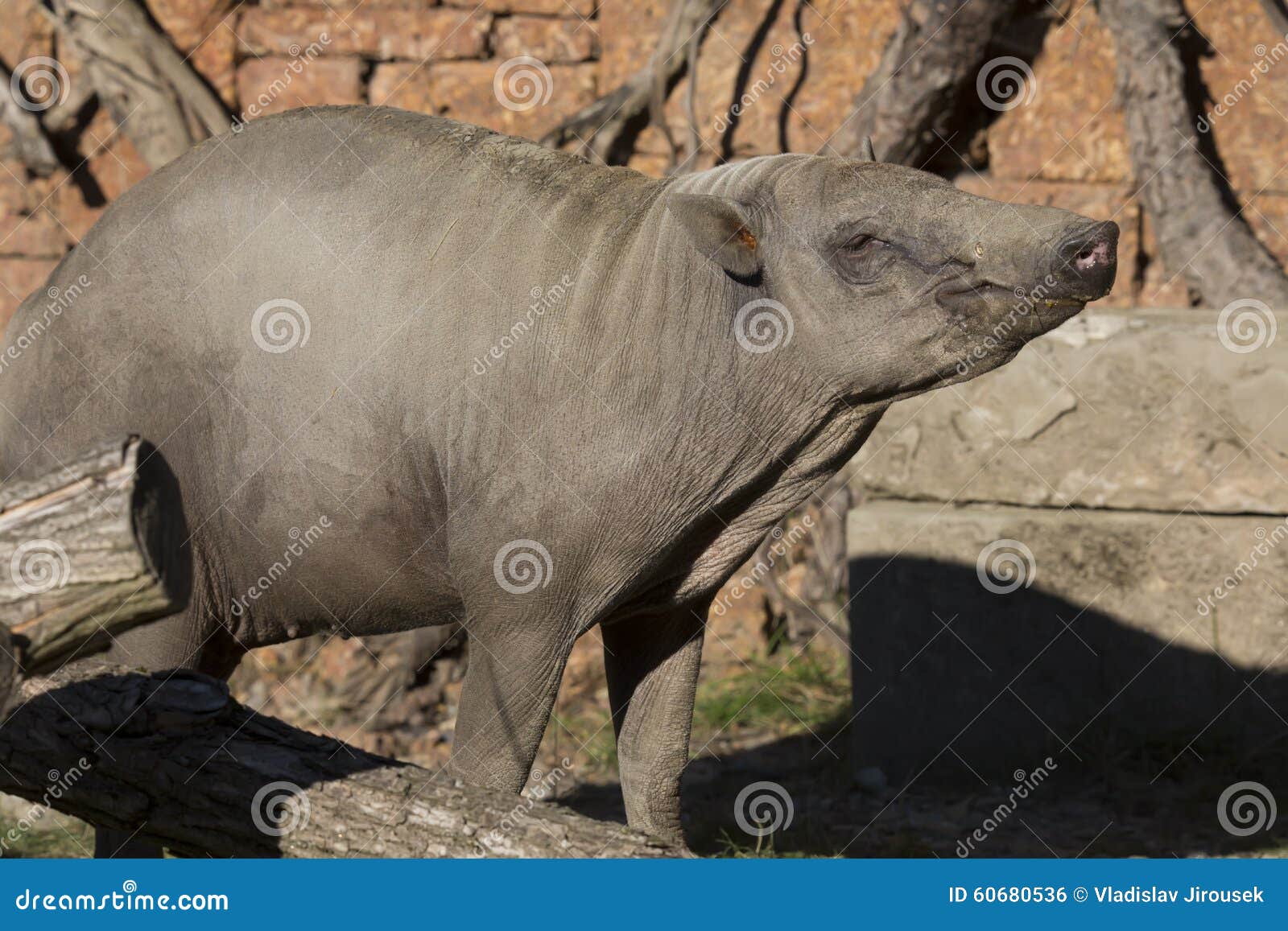 Buru BABIRUSA, Babyrousa Babyrussa Stock Photo - Image of buru, natural ...