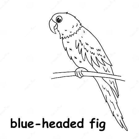 Kids Line Illustration Coloring Blue Headed Fig. Outline Vector for ...
