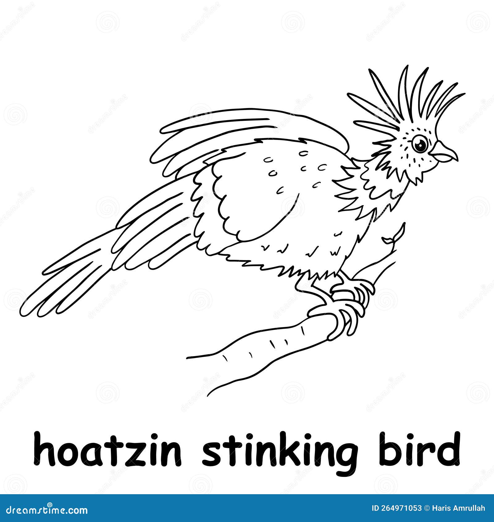 Kids Line Illustration Coloring Hoatzin Stinking Bird. Outline Vector ...