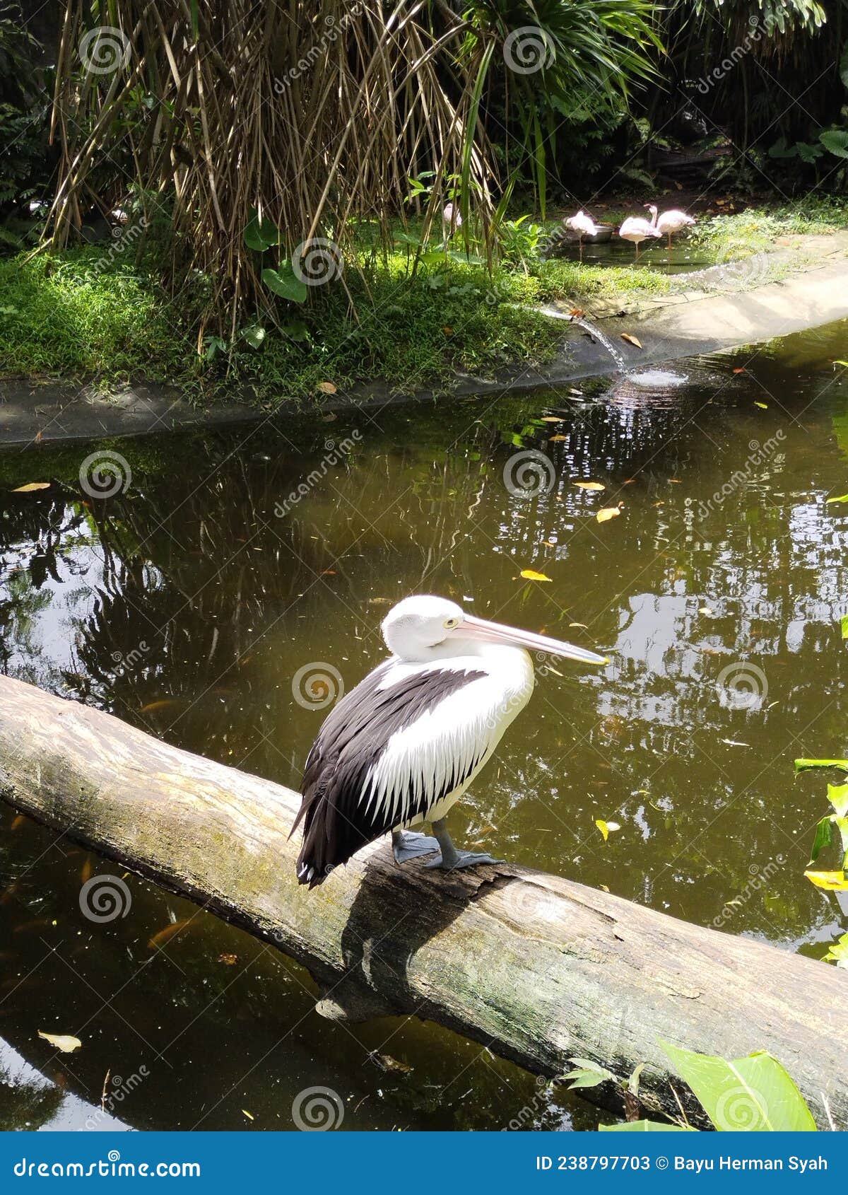 Burung stock image. Image of stream, tree, river, pond - 238797703
