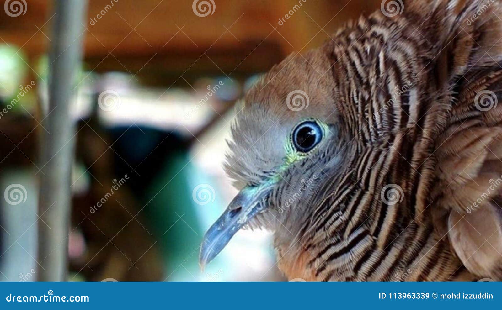 Burung merbok 库存图片. 图片 包括有 重点, 家庭, 眼睛, 外面 - 113963339