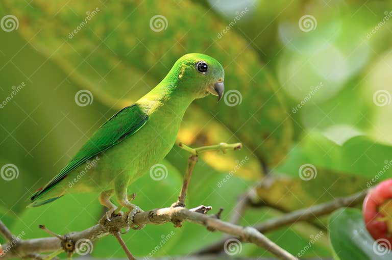 Burung Serindit stock photo. Image of shady, catchlight - 19534488