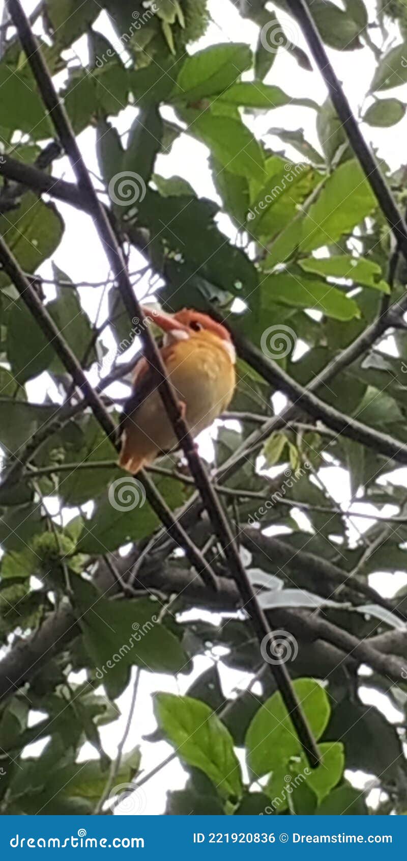 Burung tengkek udang foto de archivo. Imagen de pico - 221920836