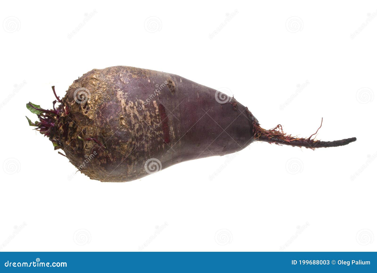 Buryak Isolated on White Background Stock Image - Image of celery ...